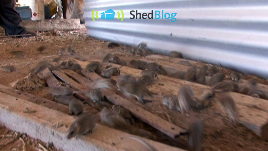 AUSTRALIA’S MOUSE AND VERMIN PLAGUE 2011 | Steel Sheds in Australia