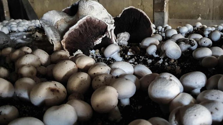 Mushroom Farming Made Easy: How to Convert a Steel Shed into a Growing Room