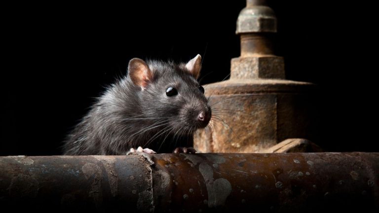 Best Tips for Vermin Proofing Your Steel Shed