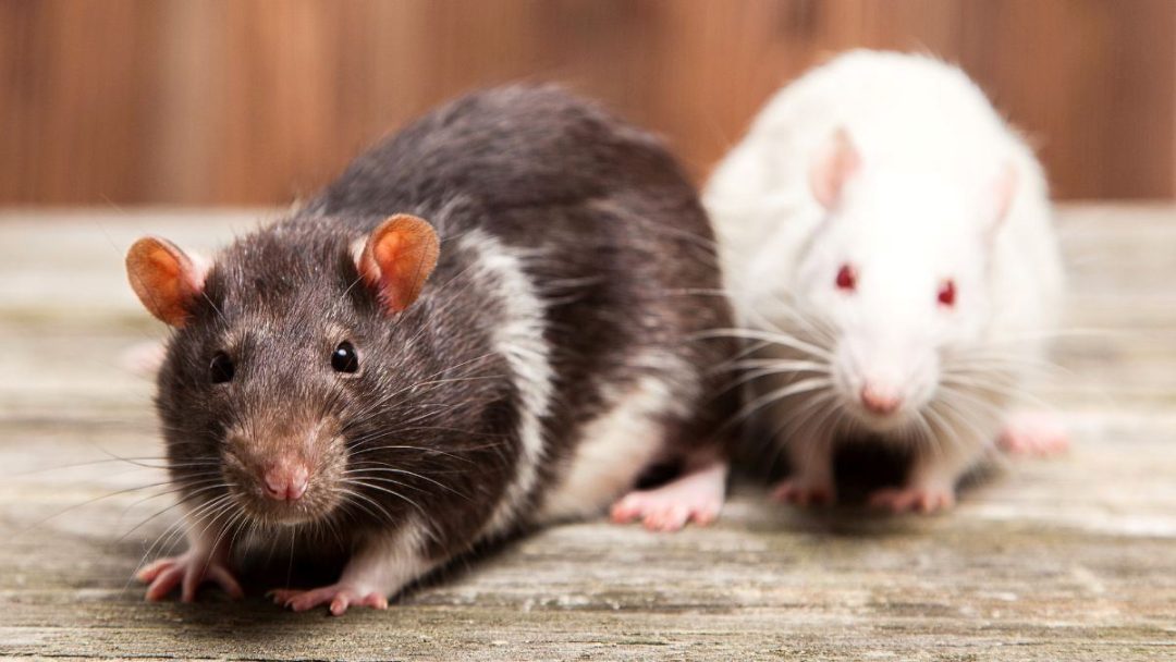 Vermin-Proof Your Steel Shed: The Best Practices